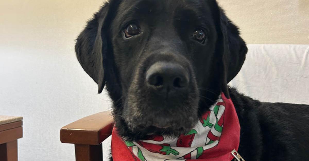 Meet Hoshi, a Pets at Duke Therapy Dog | Duke Department of Radiation ...